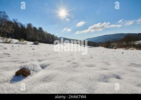 Atmospheric rural meadow covered in soft fog, featuring a solitary ...