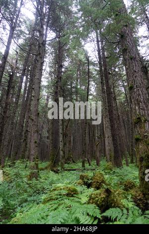 Forest landscape surrounding Anchorage, Alaska Stock Photo - Alamy