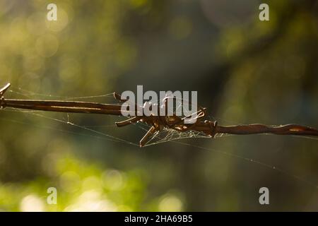 Rusty wire and fence for separating fields and plots of land Stock ...