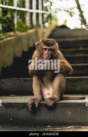 mammal curiosity portrait monkey look glancing see view looking peeking ...