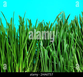 foreground of a empty plaque on a wall of stone Stock Photo - Alamy