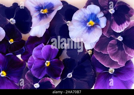 pansies styled stock scene Stock Photo - Alamy