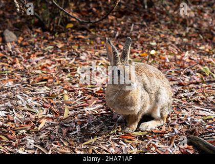 A brown rabbit on a fallen leaf Stock Photo - Alamy