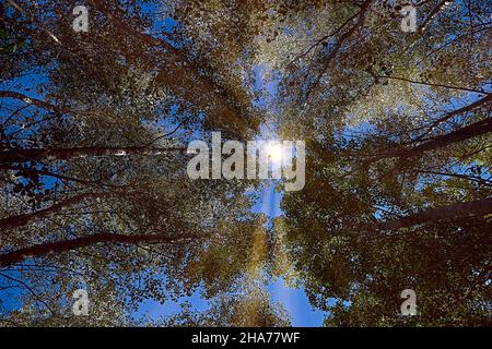 Rays of sunlight between a group of large trees seen from below. Bright ...