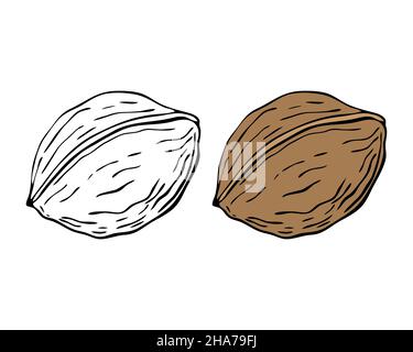Vector drawing WALNUT FRUIT. Hand drawn illustration. Latin name is ...