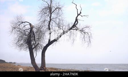 Lonely old tree by the sea. Footage. Lonely dry tree trunk on the beach ...