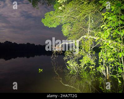 Amazon jungle at night over the Jaguar lagoon. Amazonia. Brazil. South ...