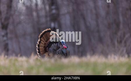 Jake wild turkey in northern Wisconsin Stock Photo - Alamy
