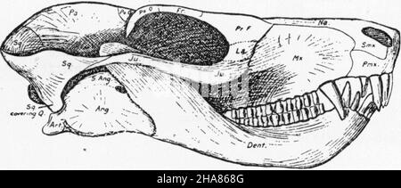 Bauria cynops skull restoration, specimen 5622 Stock Photo - Alamy