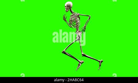 muscular system of running man, muscle and bone Anatomy while run ...