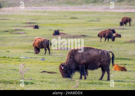 Buffaloes and Red Dogs roaming around in the greenery pasture of the ...