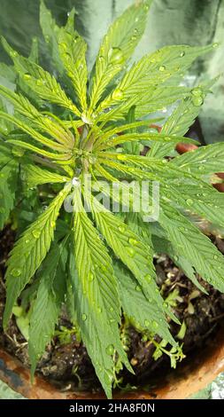 Leaf of high quality medical cannabis or marijuana on a white ...