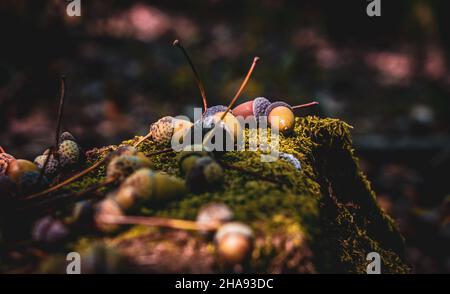 acorn lies on the moss of the autumn forest Stock Photo - Alamy