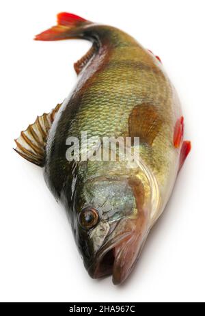 European Perch over white background Stock Photo - Alamy