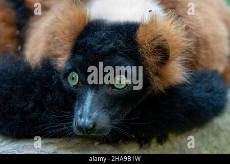 Closeup shot of a cute red ruffed lemur Stock Photo - Alamy