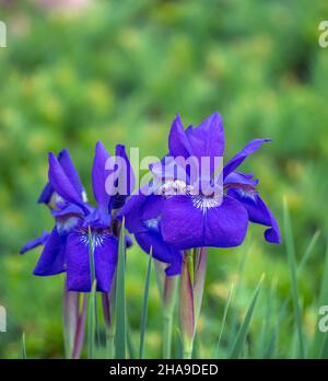 Iris xiphium, commonly known as the Spanish iris Stock Photo - Alamy