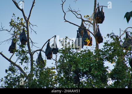 Grey-Headed Flying Foxes roosting in a tree in Australia Stock Photo ...
