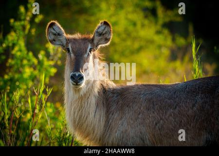 Waterbuck (Kobus ellipsiprymnus). Mpumalanga female. South Africa Stock ...