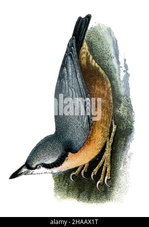 Eurasian nuthatch, wood nuthatch, Sitta europaea Stock Photo - Alamy