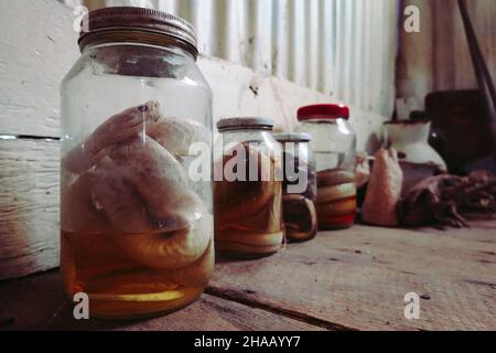 Row of jars containing preserved snakes Stock Photo - Alamy