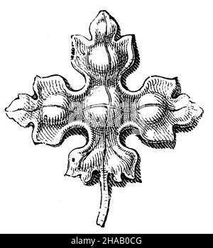 Cruciform: flower-like ornament made of natural stone on Gothic or neo ...