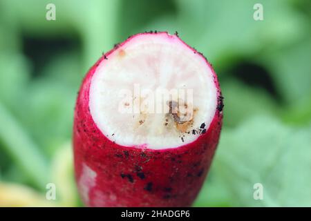 Radish damaged by maggots of Bibionidae called March flies and lovebugs ...