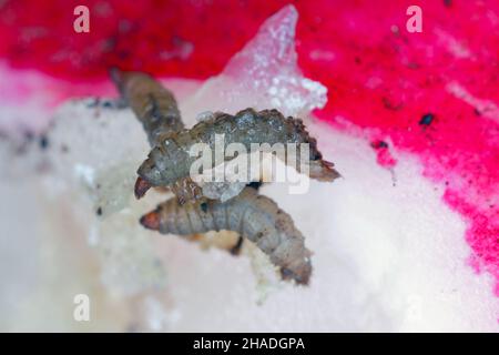 Radish damaged by maggots of Bibionidae called March flies and lovebugs ...