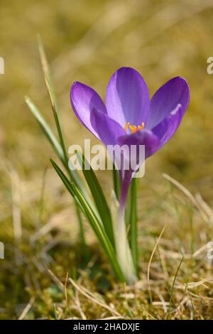 Crocus bloom / Crocus vernus hyb Stock Photo - Alamy