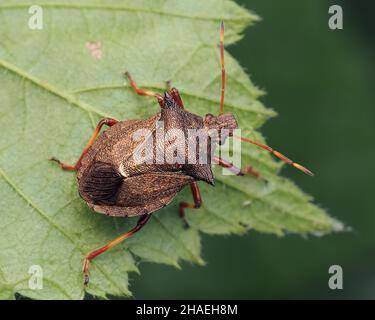 Spiked Shieldbug (Picromerus bidens) resting on a stone. Tipperary ...