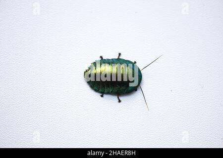 Corydidarum magnifica is definitely one of the most beautiful ...