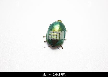 Corydidarum magnifica is definitely one of the most beautiful ...