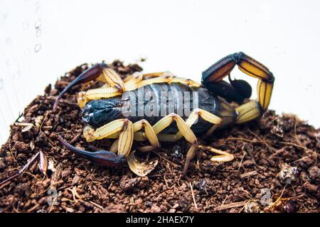 centruroides bicolor bite