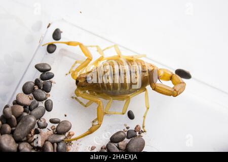 Deathstalker / Palestine Yellow Scorpions (Leiurus quinquestriatus ...