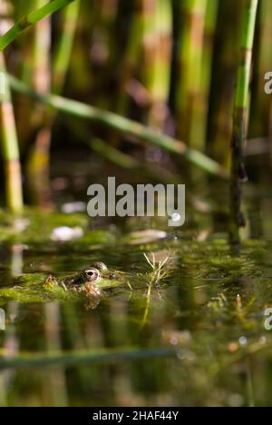 Vertical shot of a swamp on the forest Stock Photo - Alamy