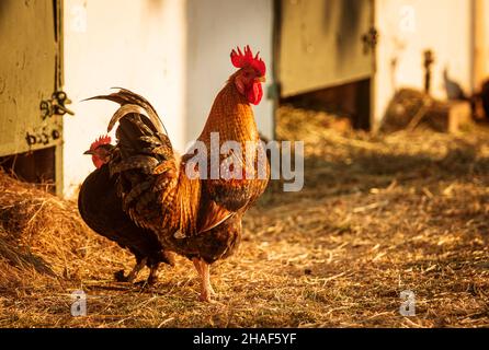Beautiful rooster on the farm on a sunny day.Pets in the springtime ...