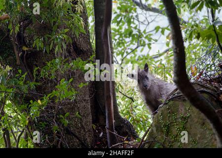 A young Japanese Serow (Capricornis crispus) also known as a coarse ...