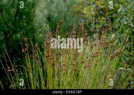 These rushes are Juncus Procerus. There are lots of Juncus species in ...