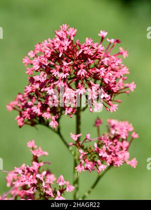 Spornblume, Centranthus ruber ist eine attraktive und Insekten liebende ...