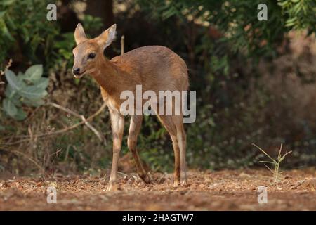 A cute Indian muntjac (Muntiacus muntjak), also called red muntjac and ...