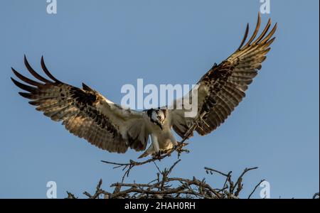 Closeup shot of an Osprey flying over a lake Stock Photo - Alamy