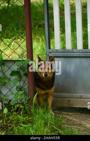 Dog grass fence park pet animal outdoor green leash dog standing on ...