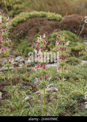 Morina persica at Mt Parnassus in Greece Stock Photo - Alamy