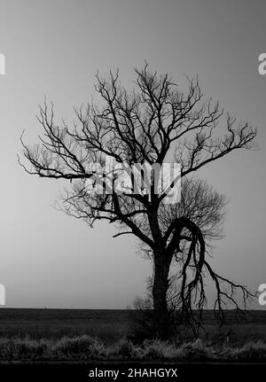 A vertical grayscale of a lonely tree in a field Stock Photo - Alamy