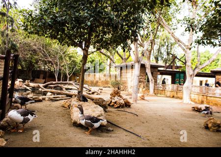 Limassol, Cyprus - December 12, 2021 Limassol Zoo, one of the biggest ...