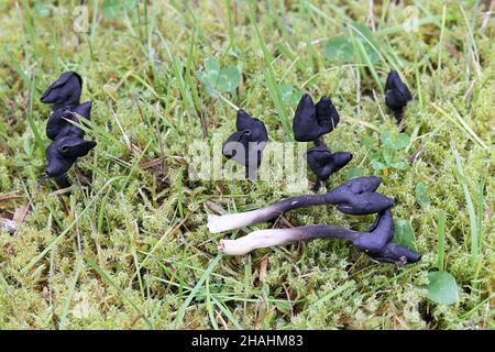 Helvella fallax, previously called Helvella atra, a saddle fungus from ...