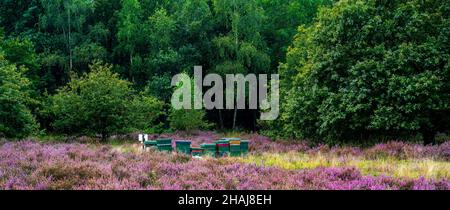 Bee hives with various trees and purple blooming heath Stock Photo - Alamy