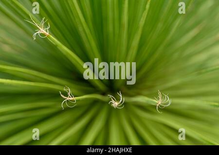 Closeup of spiky Green Sotol or Great Desert Spoon (Dasylirion ...