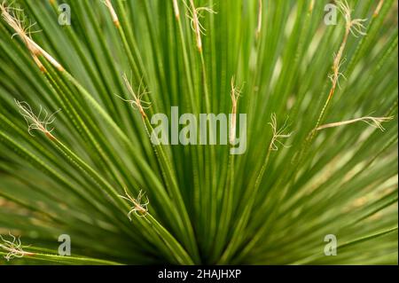 Closeup of spiky Green Sotol or Great Desert Spoon (Dasylirion ...