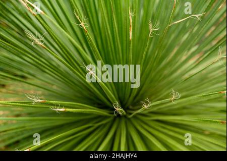 Closeup of spiky Green Sotol or Great Desert Spoon (Dasylirion ...