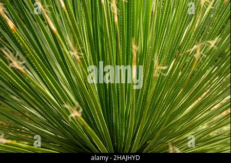 Closeup of spiky Green Sotol or Great Desert Spoon (Dasylirion ...